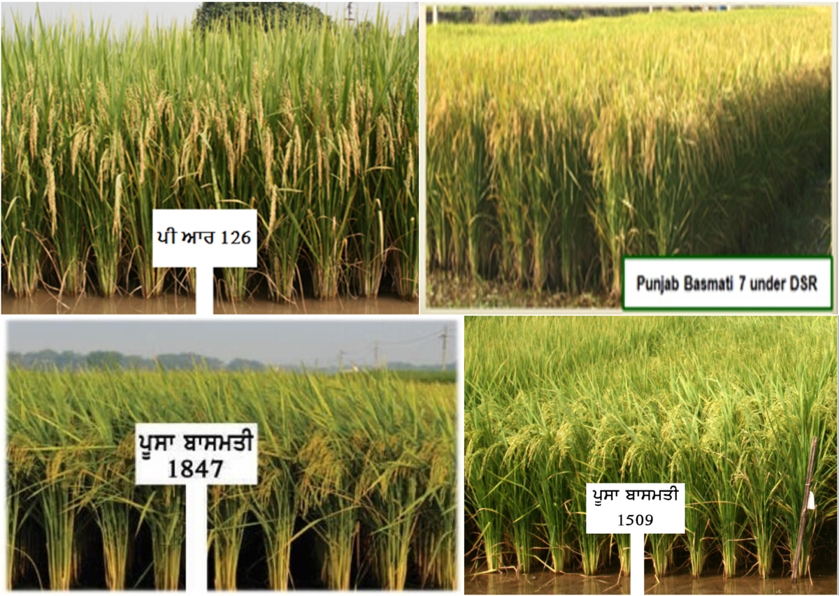 Seed Sale of PAU Rice Varieties Sees a Massive Surge, Exudes Farmers ...