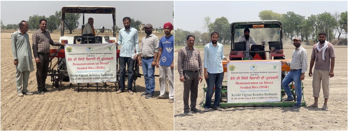 PAU’S Vigorous Campaign Promotes Direct-Seeded Rice Technique Across ...