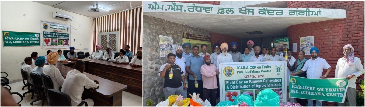 PAU Hosts Field Days on Kinnow Cultivation & Agro-chemical Distribution ...