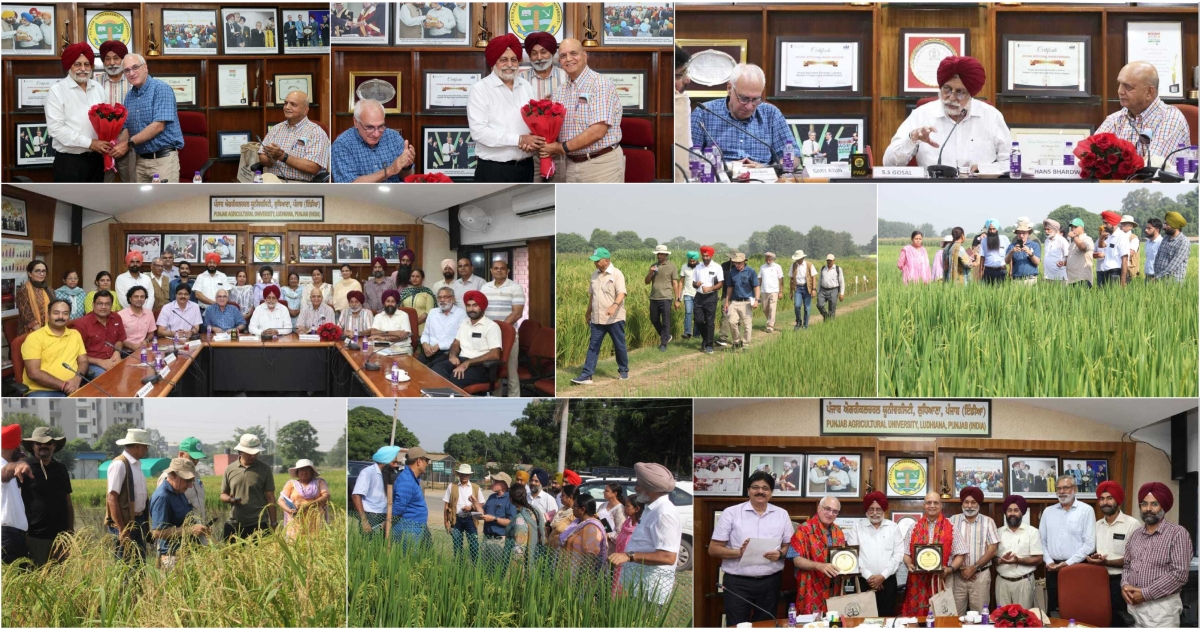PAU’s Powerhouse Rice Breeding Program is Appreciated by senior ...